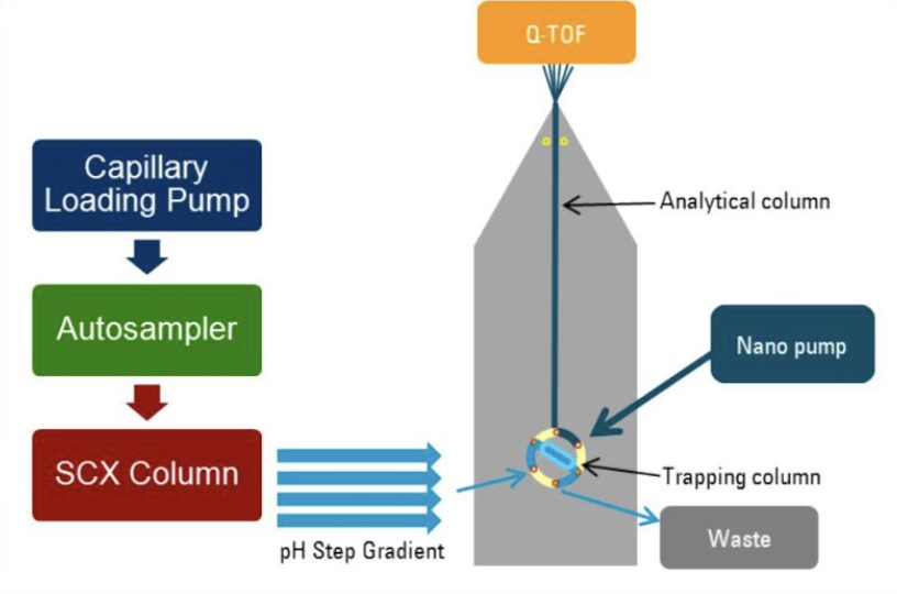 A Novel Two-Dimensional LC/MS/MS Approach For Automated Analysis Of ...
